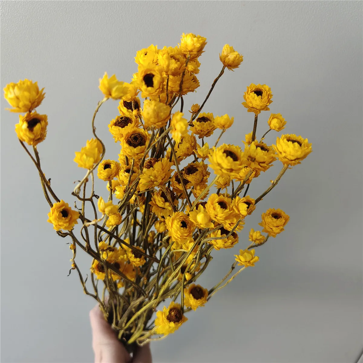 White Daisy Winged Everlasting Plants - Dried Ammobium Alatum