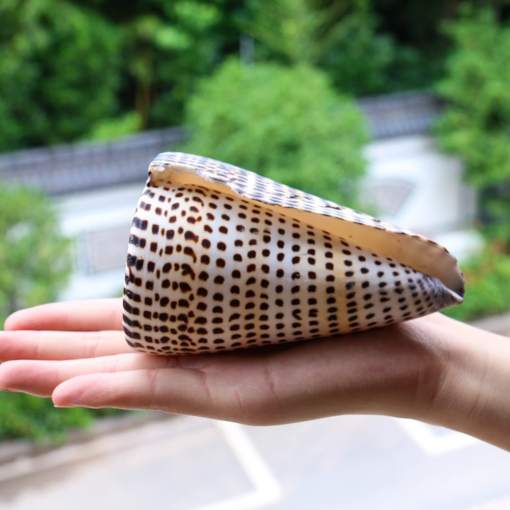 Natural Black Corn Conch Sea Shell Natural Seashell Specimen Beach ...