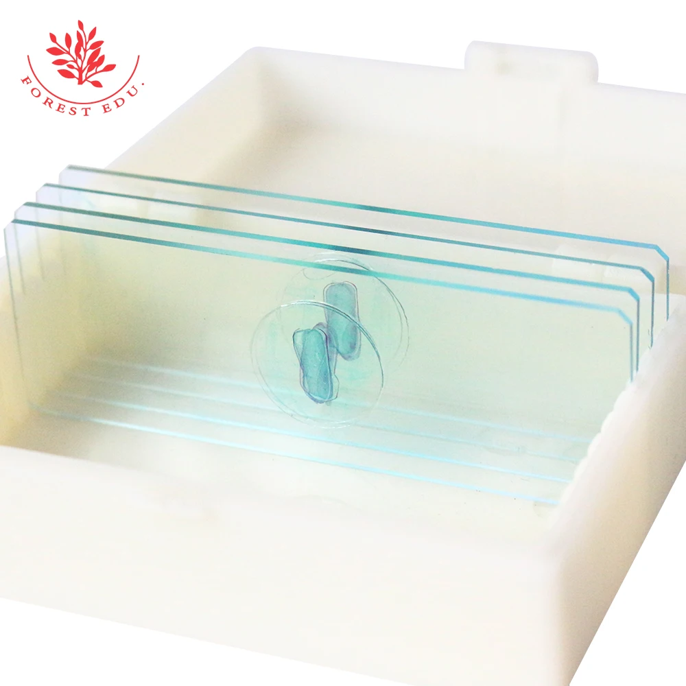 Corn Seed Longitudinal Cut Microscope Slides Monocotyledon Seed Radicle ...