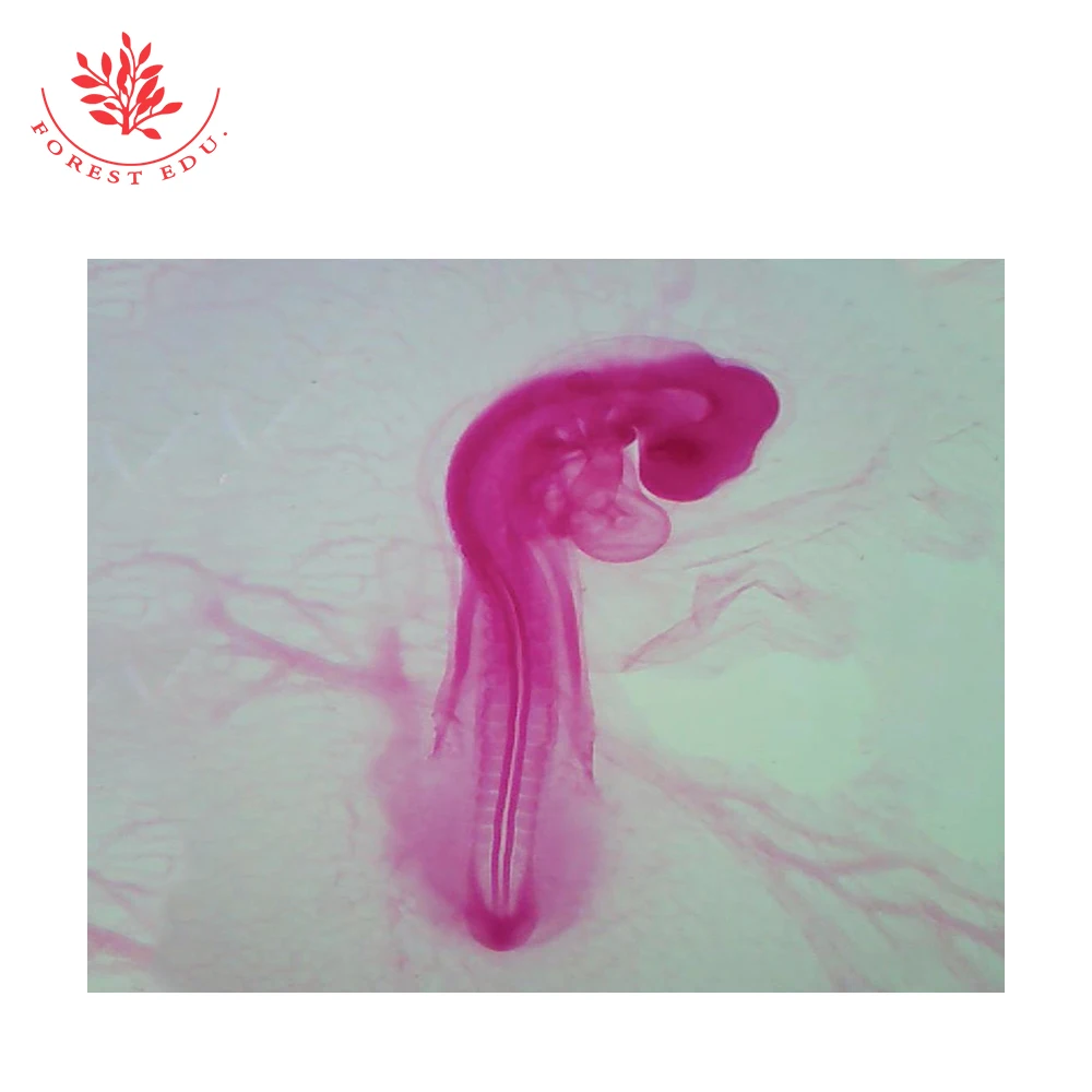 Chick Embryology Microscope Slide Set - 18pcs Prepared Slides