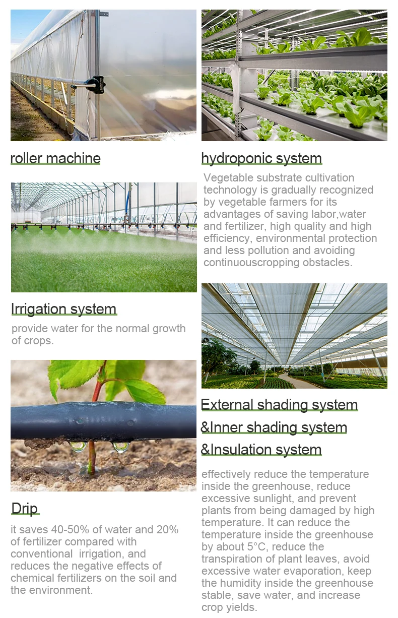 Multi-span Plastic Film Greenhouse for Blueberry Planting