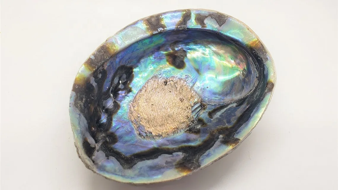 5 Inch Abalone Shell For Sale Wholesale Nature New Zealand Abalone Sea ...