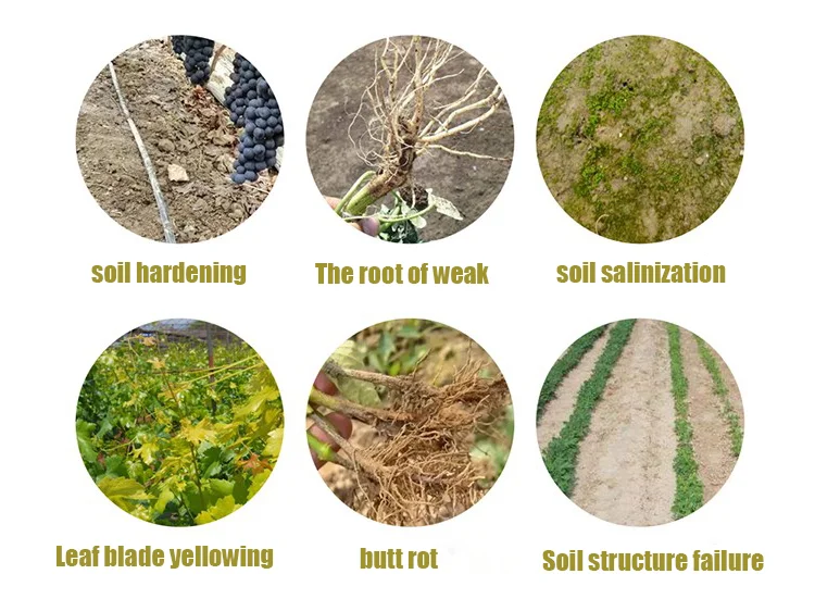 Bio Fertilizer Root Mycorrhizal Fungi - Enhance Plant Health
