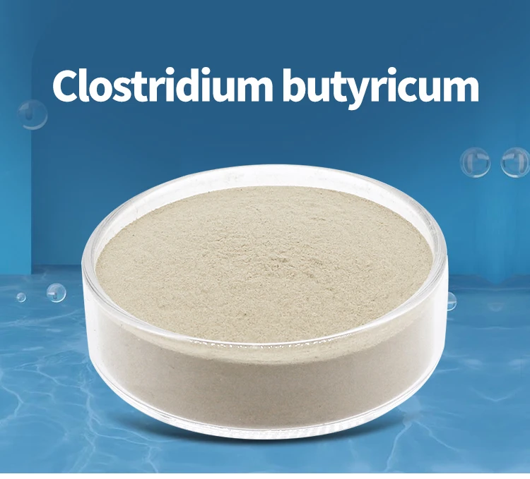 Probiotics Powder - Clostridium Butyricum for Feed Additives
