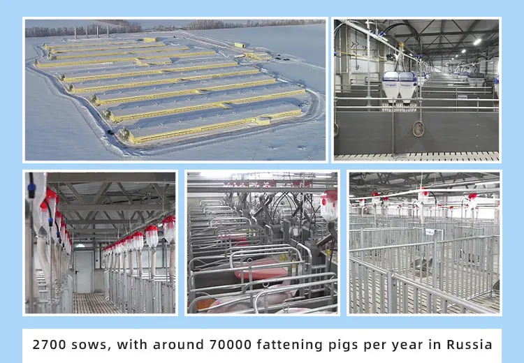 Pig Farm Epc Project Floor Plan Design Modern Pig Farm Intelligent Pig ...