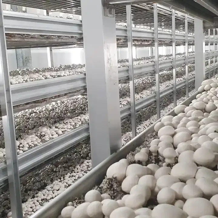 Mushroom Rack Shelves Aluminium Cultivation Growing Farm Shelf - Buy ...