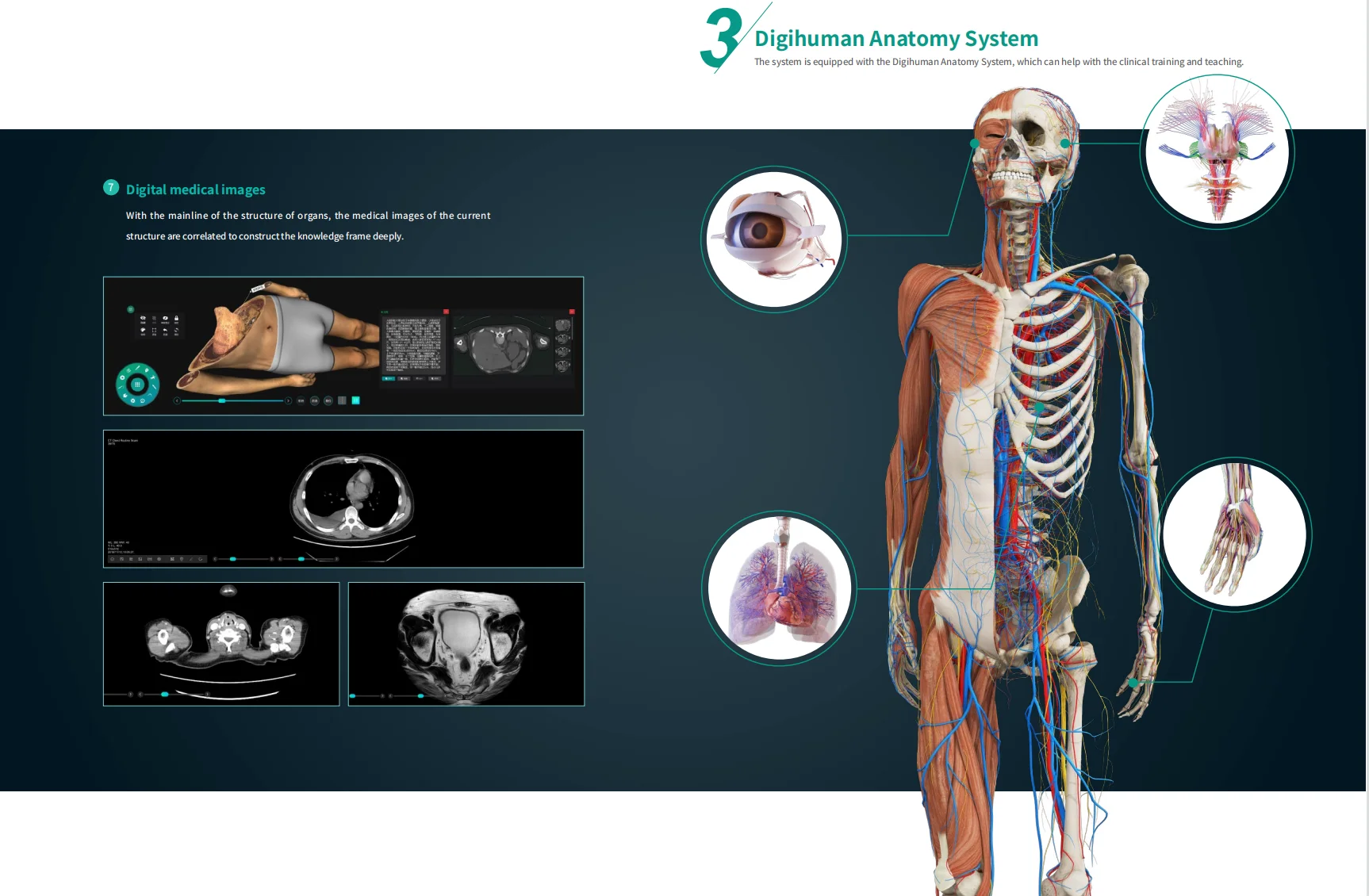 School Teaching System Digital Human Anatomy System Anatomage 3d Body ...