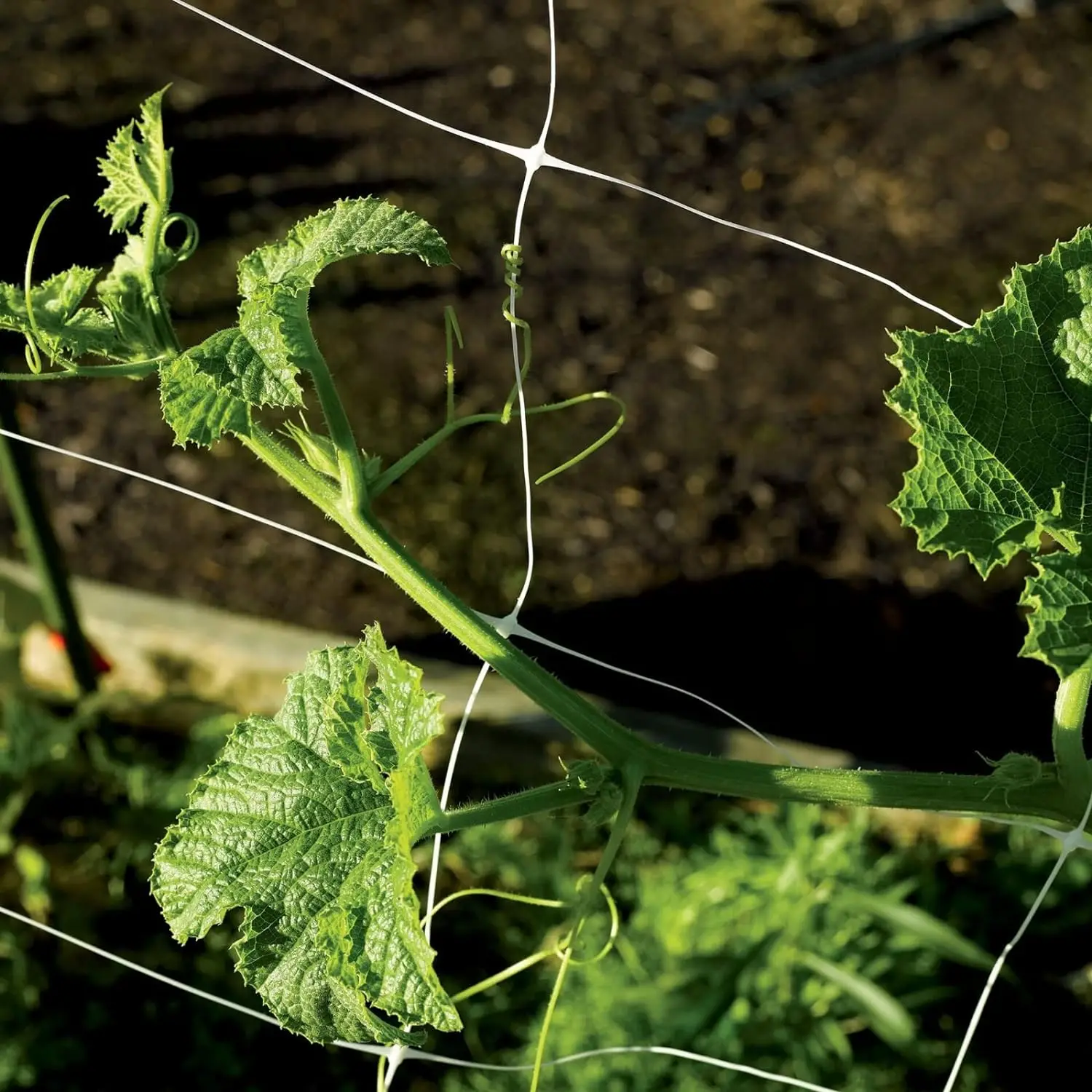 Hemp Trellis Net - Supportive Garden Netting for Plants