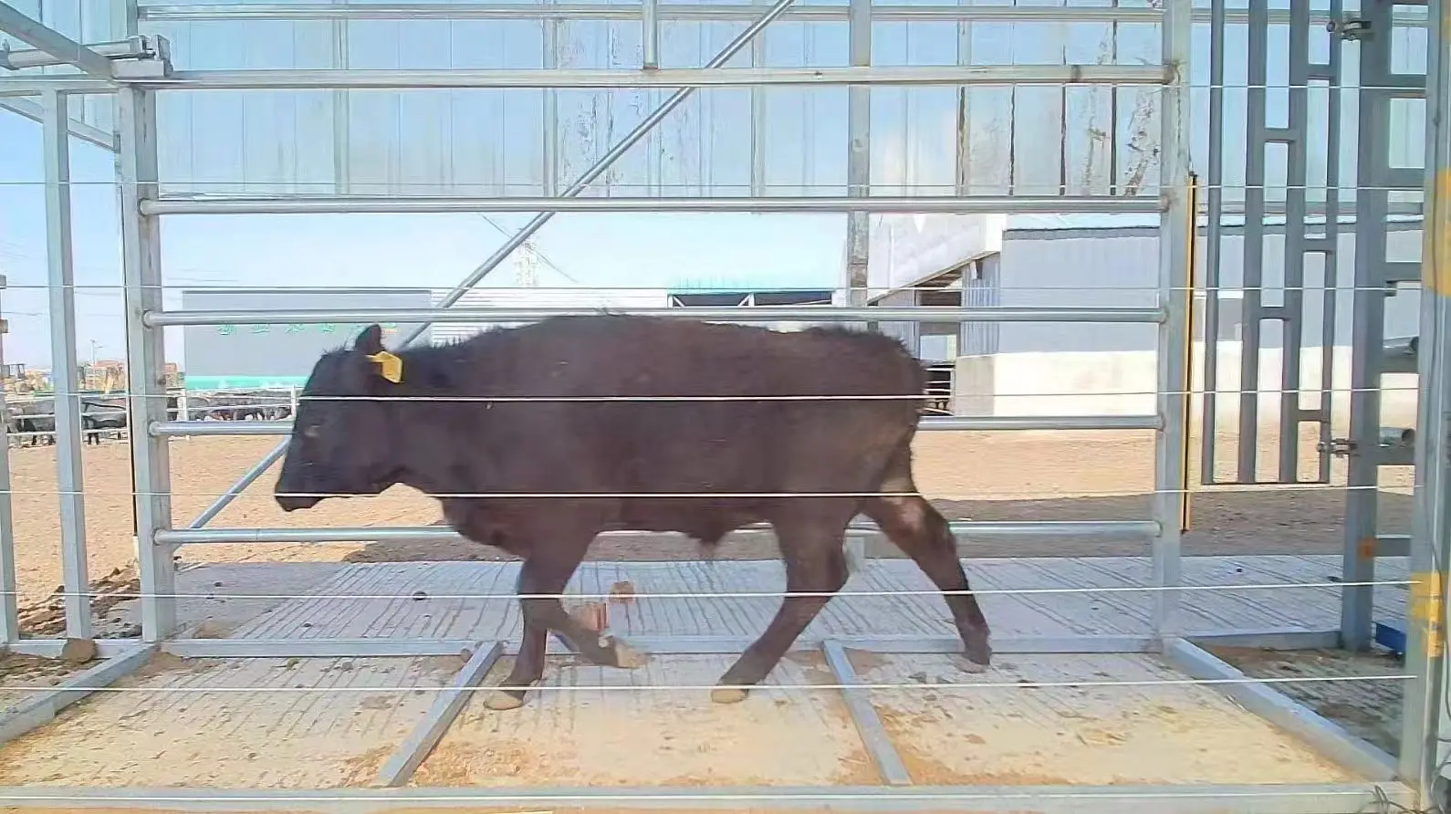 New Cattle/Cow Weighing and Size Measurement System Livestock Scales ...