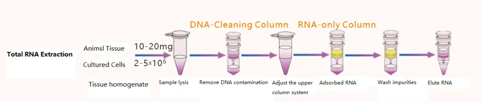 RNA and DNA Extraction Kits for Animal Tissues - Foregene