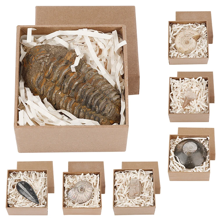 Trilobite Ammonites Orthoceras Goniatite Fish Bone Fossils Collection ...