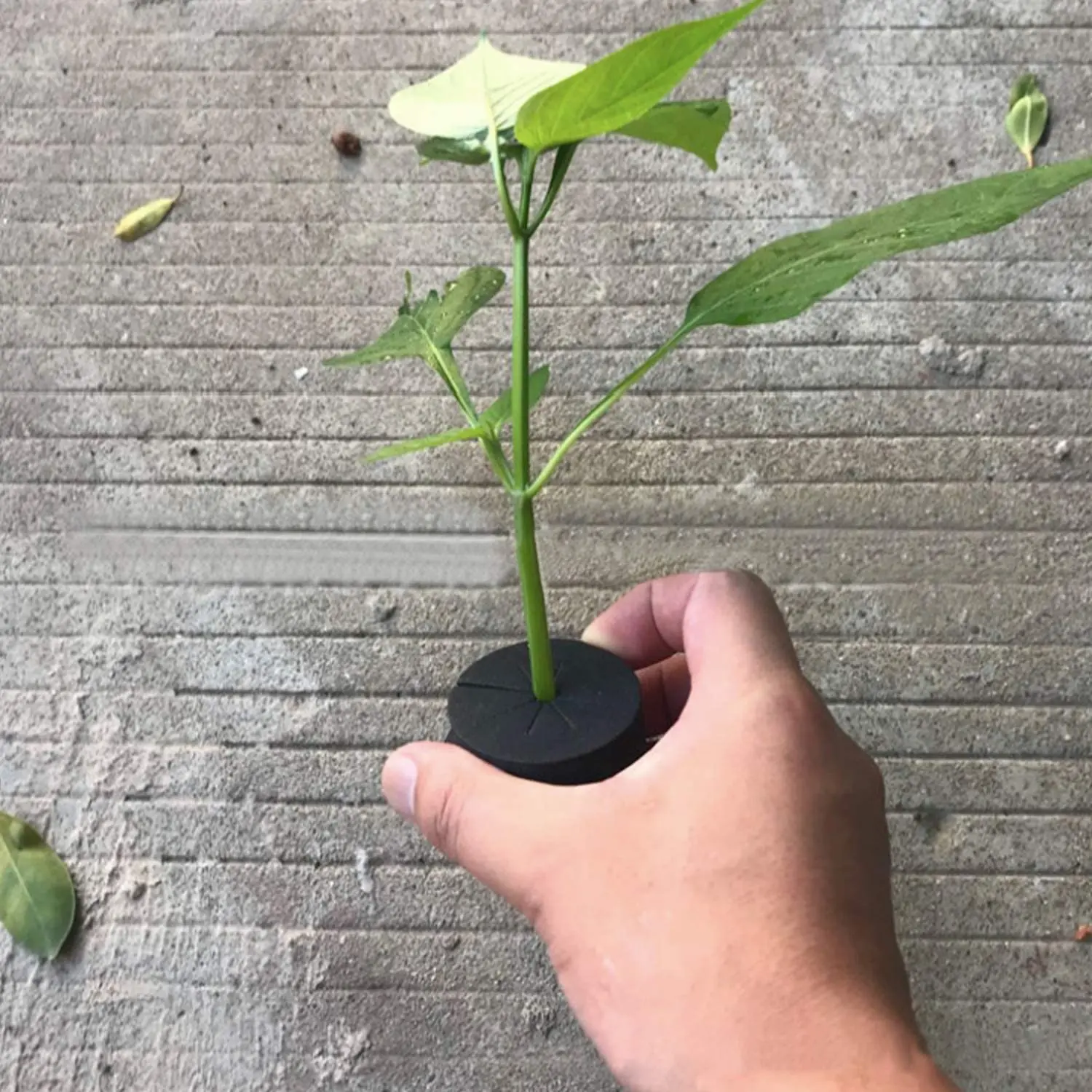 Multi Color Hydroponic Cloning Systems - 7 Cm Cloner Pucks