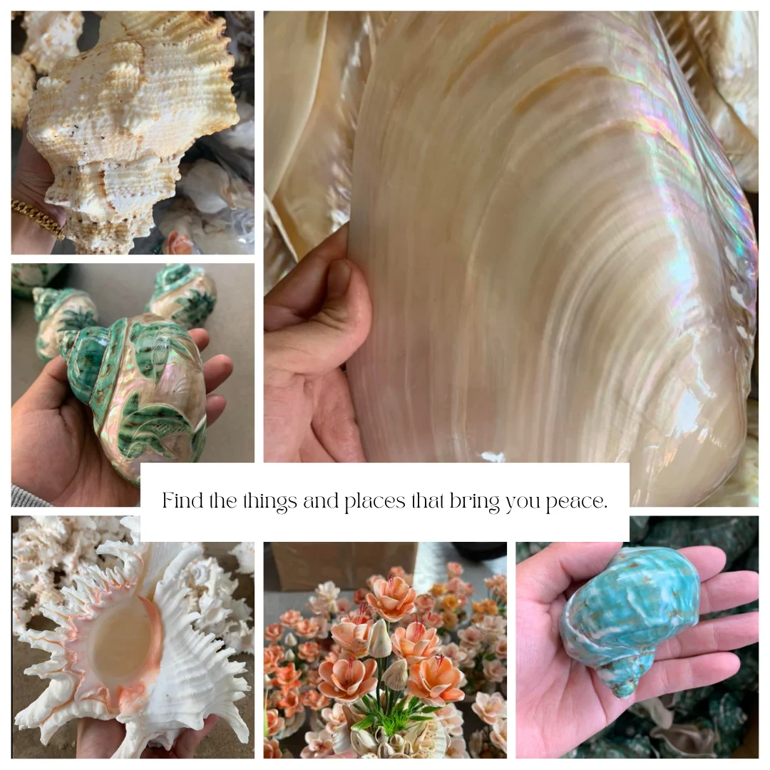 VIETNAM ORIGIN DRIED SCALLOP SHELL/ SEA SHELL for CRAFT