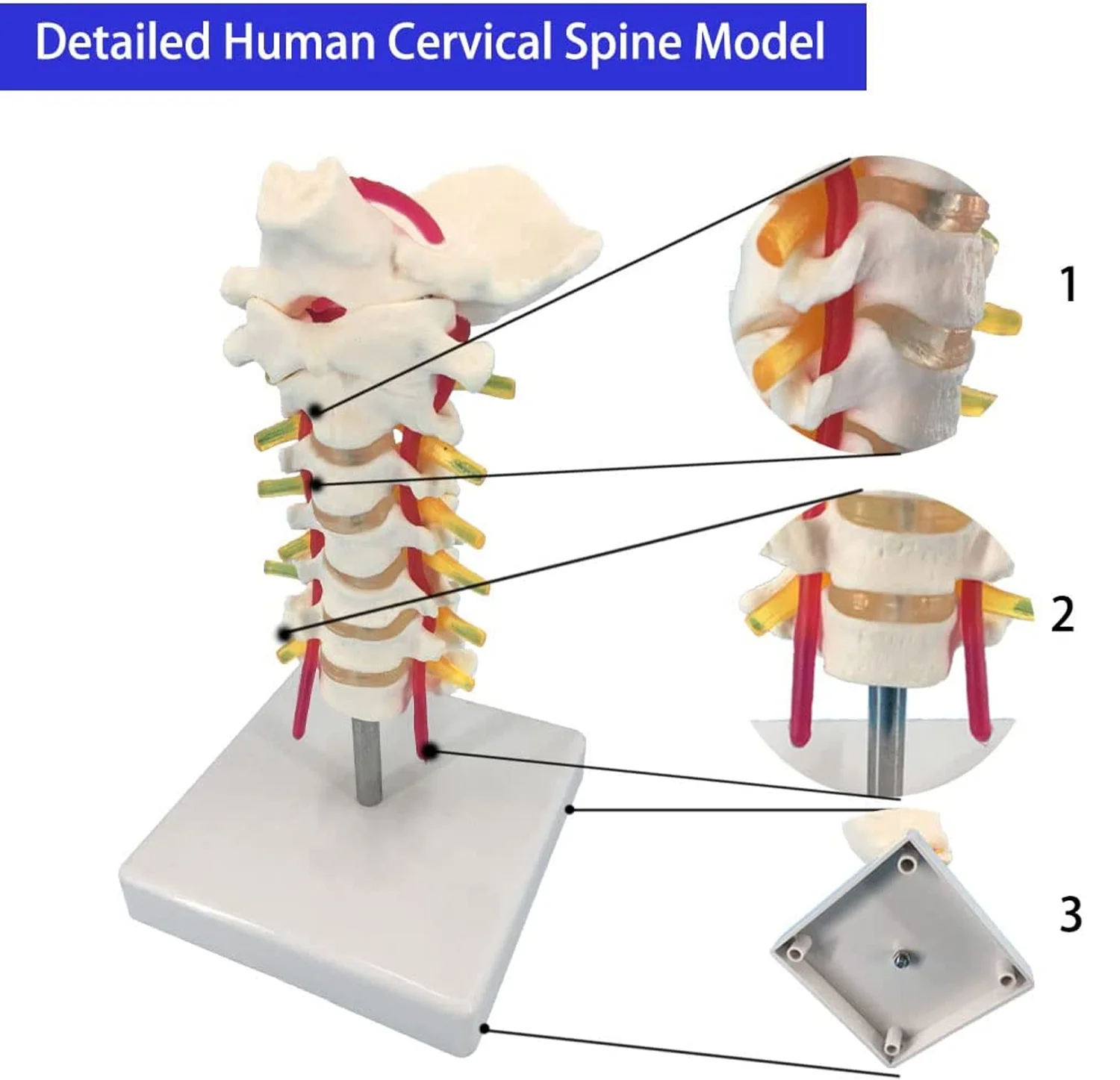 Medical Anatomy Human Cervical Spine Model Cervical Spine And Carotid ...