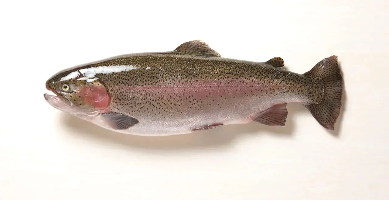 Delectable Fresh Fujisan Salmon Frozen Seafood Sale Fish Good - Buy ...