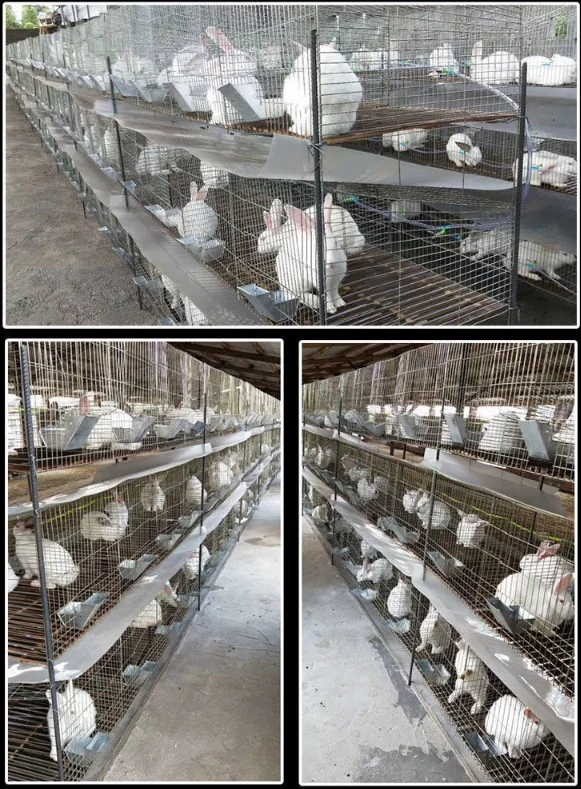 How Much Is A Rabbit Cage In South Africa at Joel Flynn blog