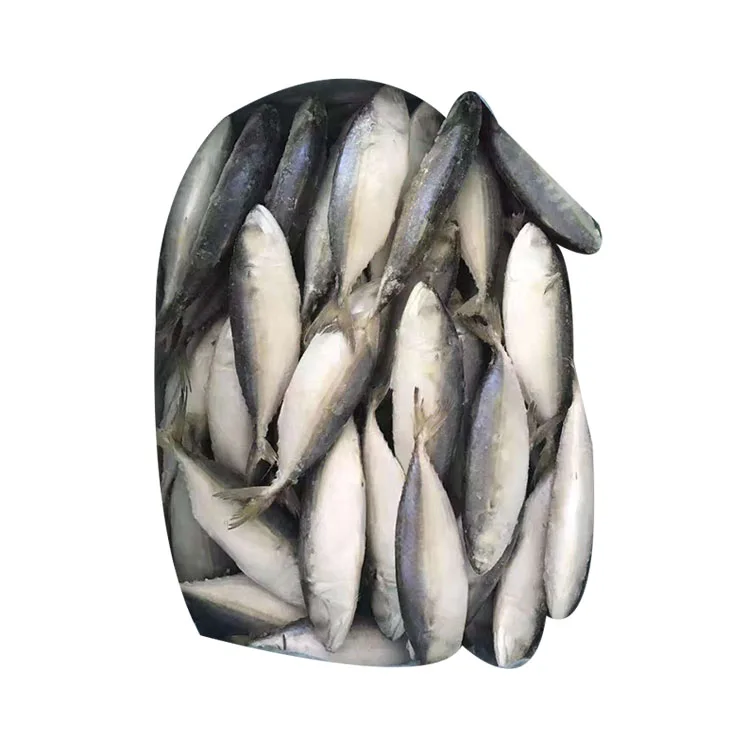 Frozen Pacific Mackerel - Wholesale Prices & Quality