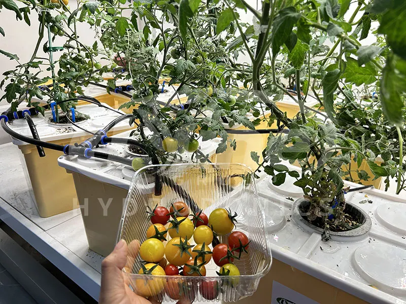 Hydroponic Dutch Bucket System 24L Dutch Bato Bucket System Tomato ...