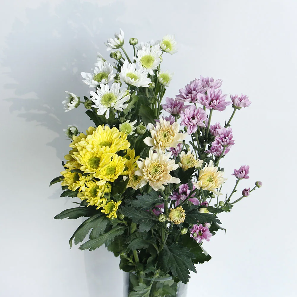 Fresh Cut Flower Little Daisy Mini Chrysanthemum Home Wedding ...