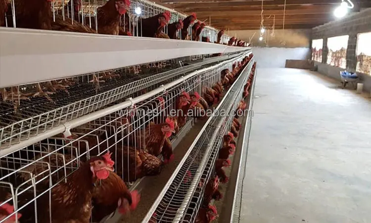Hen Cage 96/128 Birds Steel Battery Chicken Cage Poultry Farming