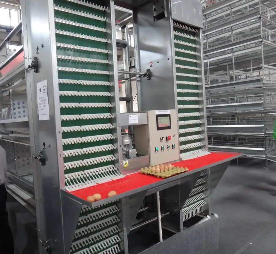 New Chicken Layer House Cage with Fully Automatic Egg Collection Farm ...