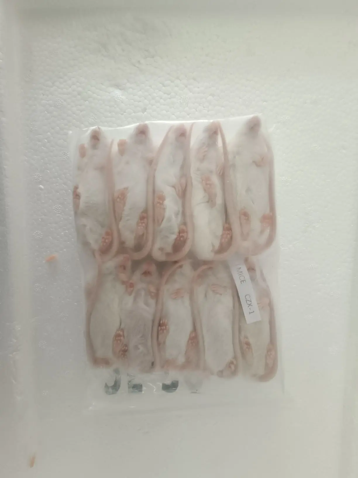 Pinky Mice for Pet Snakes, Lizards, Frogs, Turtles, Crocodiles, Foxes ...