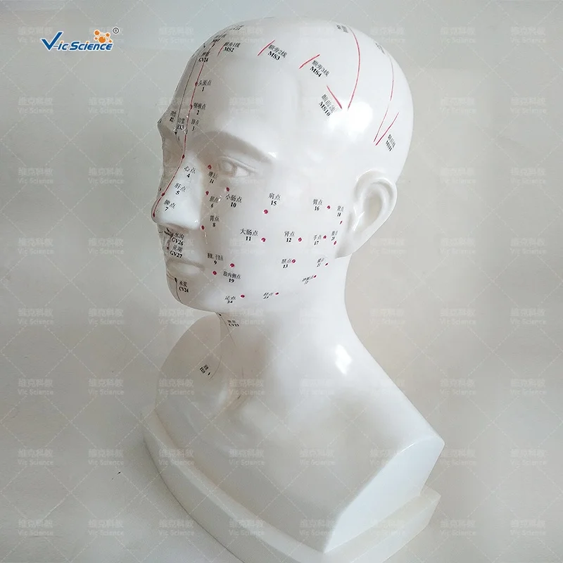 Life-Size Head Acupuncture Model for Medical Science Training and ...