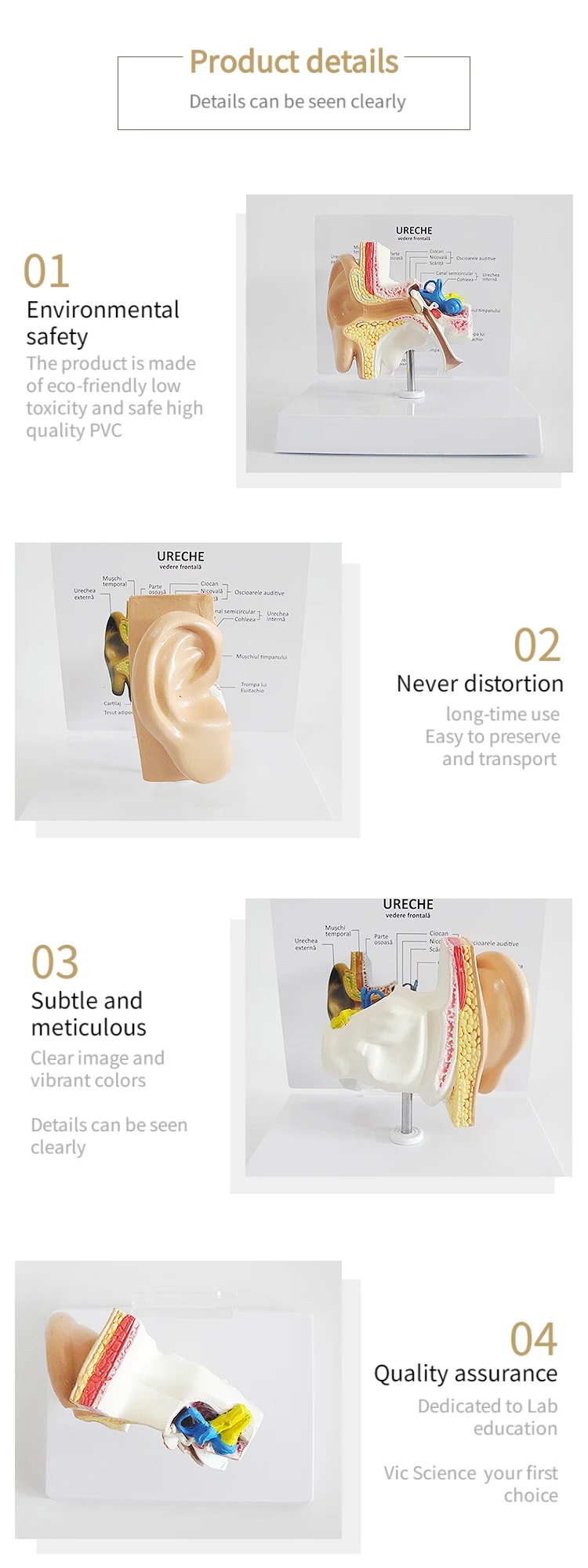 Medical Anatomical Model - Ear Educational 3D Model