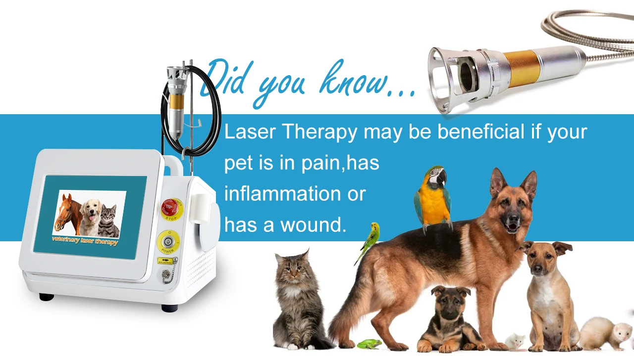 2025 Class 4 Therapy Laser - Safe and Reliable Veterinary Equipment