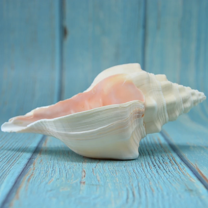 Wholesale Natural Sea Shells Large Sea Shells - Buy Sea Shell Large ...