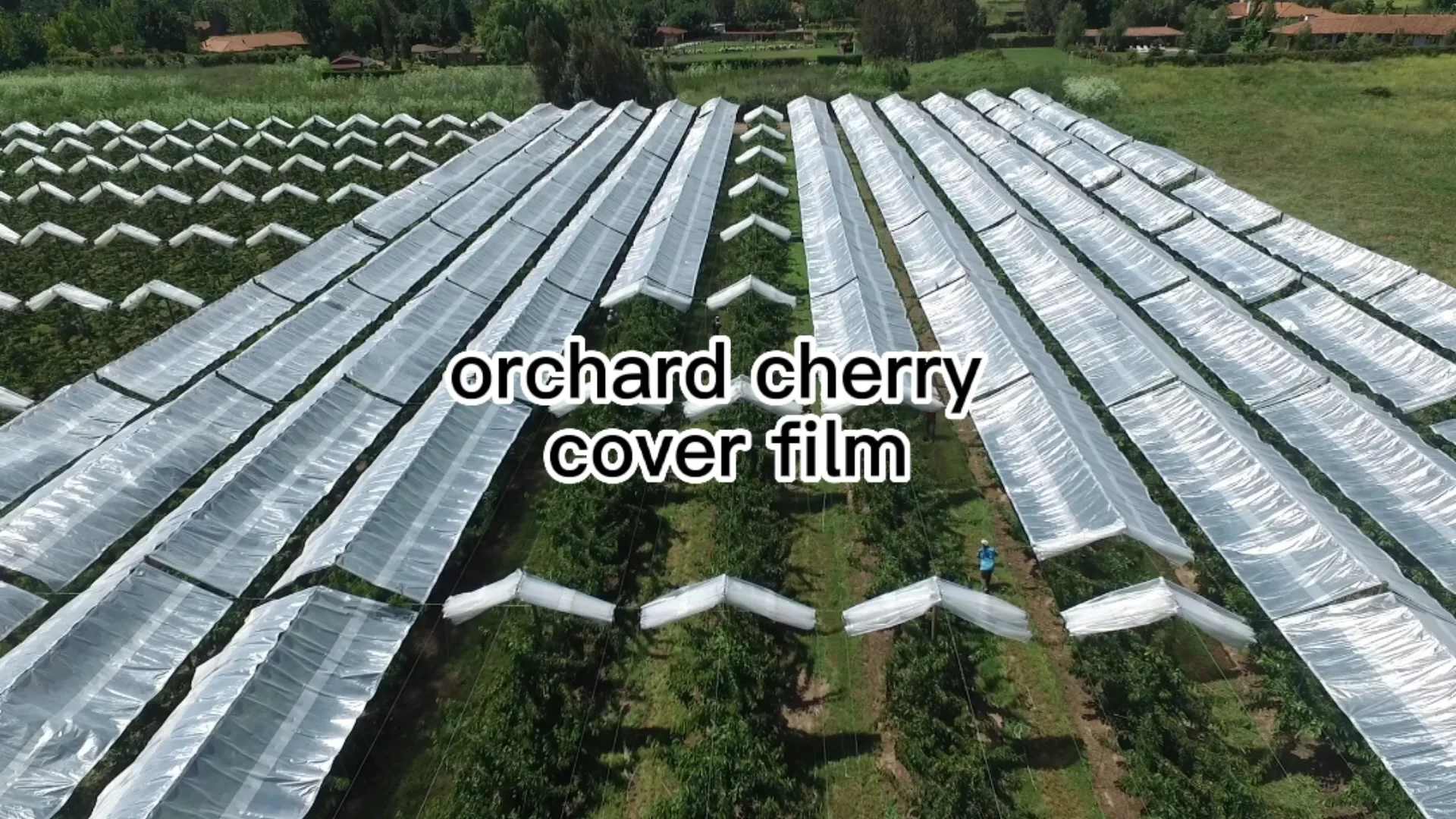 Transparent Waterproof Pe Tarpaulin Cherry Tree Rain Cover For Orchard ...