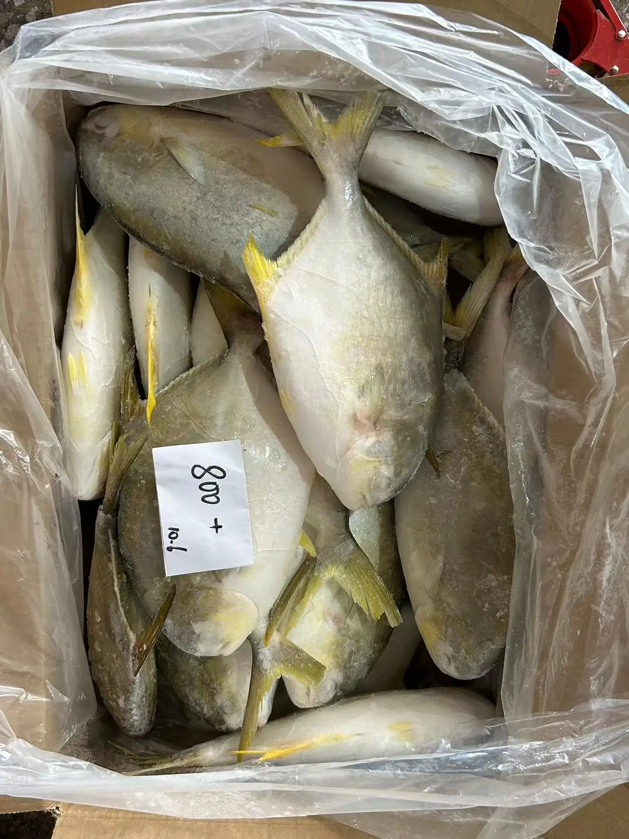 Quality Frozen Farmed Seafood Pomfret Fish Golden Pomfret - Buy Frozen ...