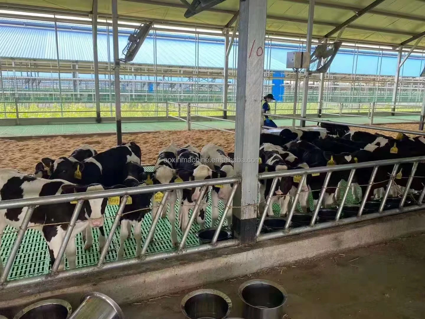 Cattle Headlock Used Cow Headlocks For Cattle Galvanized Cattle ...