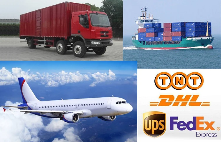 White Rabbit Natural Sea Shells Cowrie for DIY Home Decor