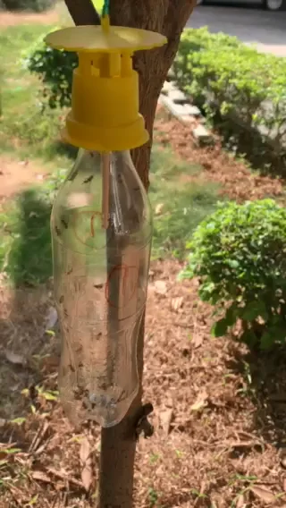 Solid Mini Oriental Fruit Fly Trap - Bactrocera Dorsalis Catcher