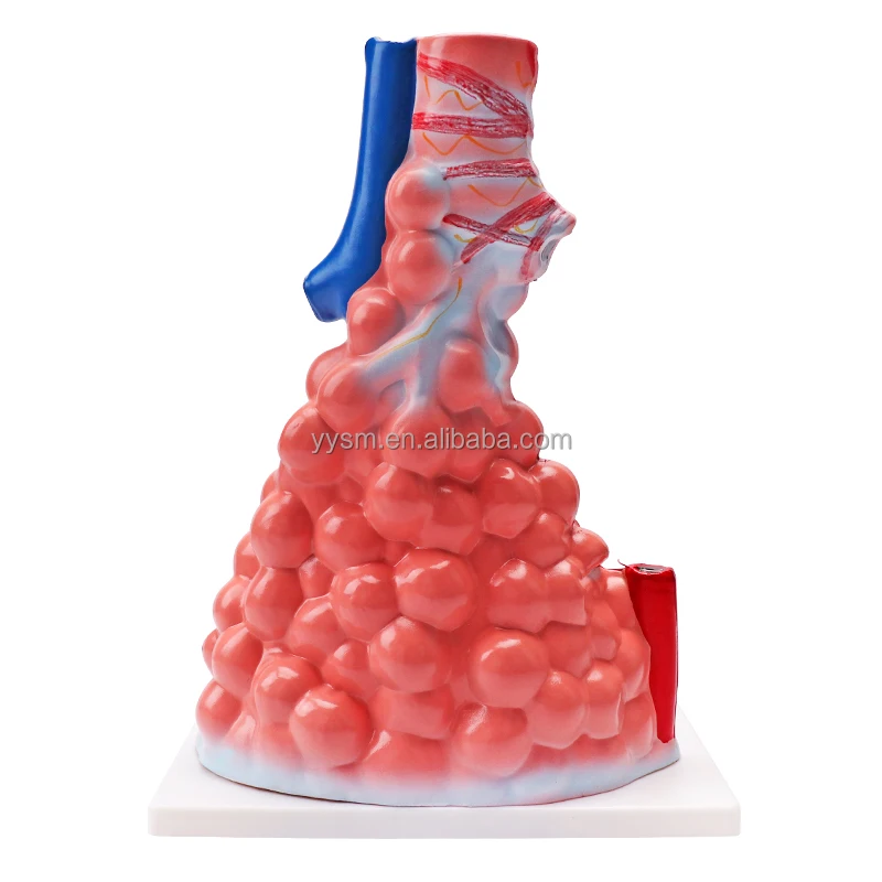 Biological Instrument 3d Human Body Anatomy Alveoli Model Alveolus ...