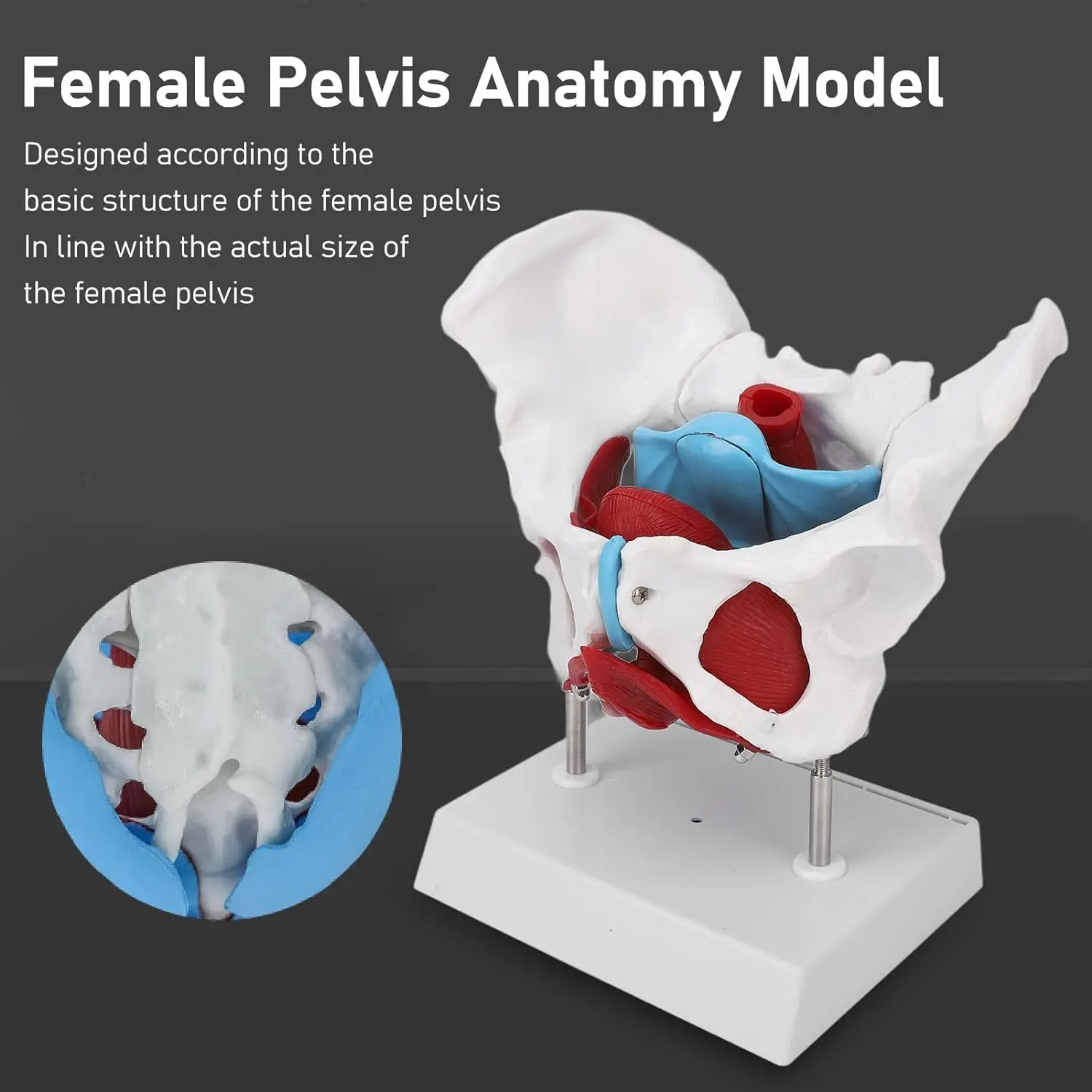 Medical Science Pelvic Floor Female Anatomy Mobile Color Female ...