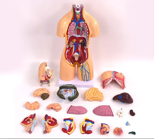 Yulin Medical Science Human Anatomy Model 55cm Human Torso White 21 ...