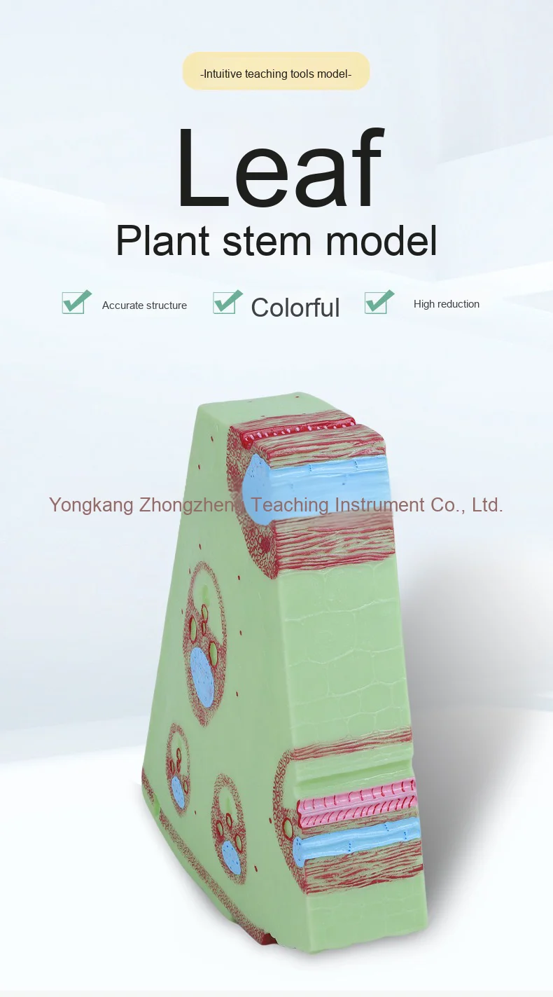 Monocot Stem Model Structure Tissue Structure Specimen Magnified ...