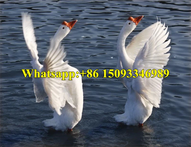 Automatic Chicken Vacuum Lung Kidney Suction Machine