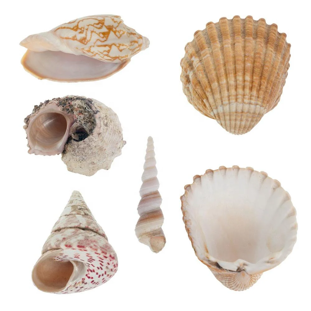 Raw Sea Shell in Net Bag Natural White 160g Home Decoration Seashell ...