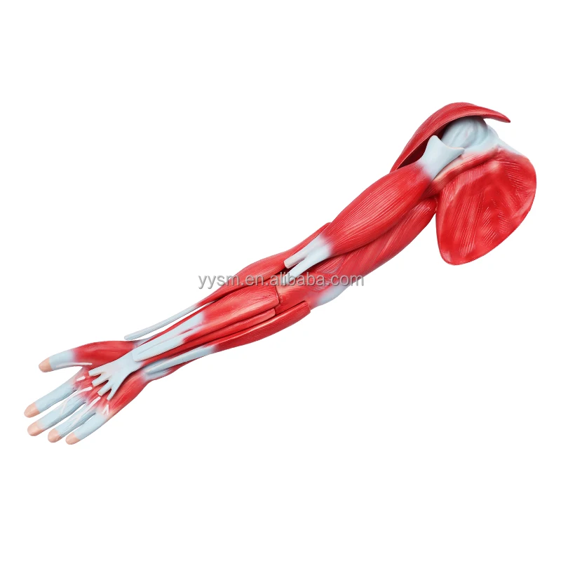Human Superior Limbs Muscle Anatomy Model Medical Teaching 3D Muscle ...