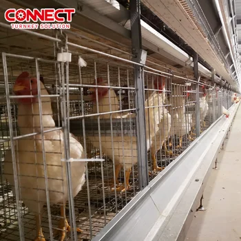Automatic Poultry System Growing Equipment Rearing Efficiency Battery ...