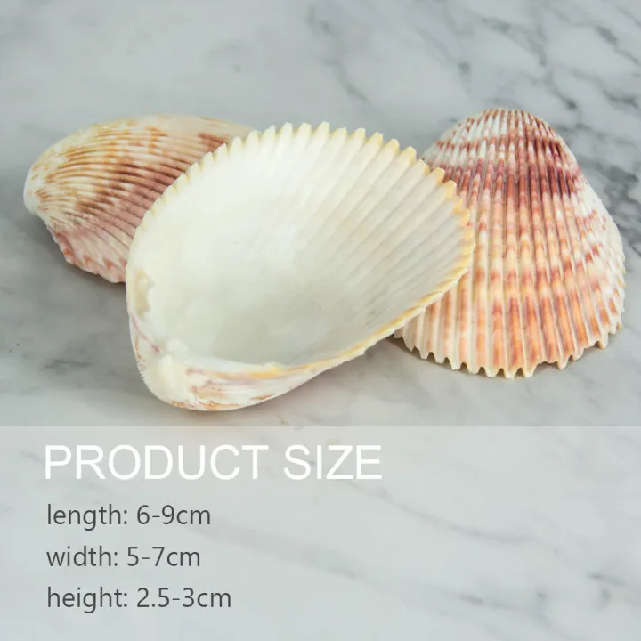 Scallop Shell Aphrodite