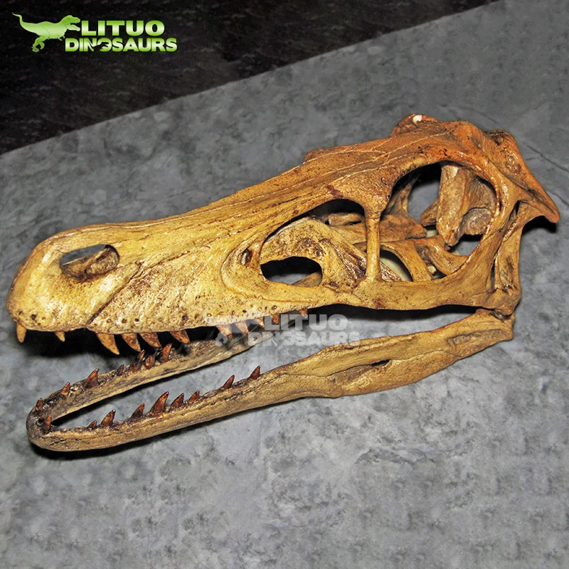 Velociraptor Skull Model - Durable & Lifelike Dinosaur Exhibit