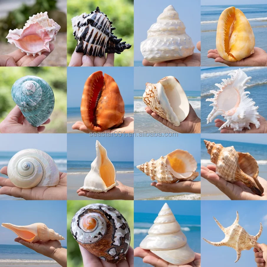 Natural South African Turban Conch Shells Original Coral for ...