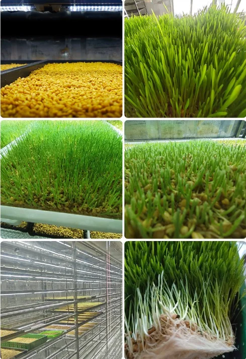 Hydroponic Growing Automated Fodder Hydroponics Sprout Hydroponic ...