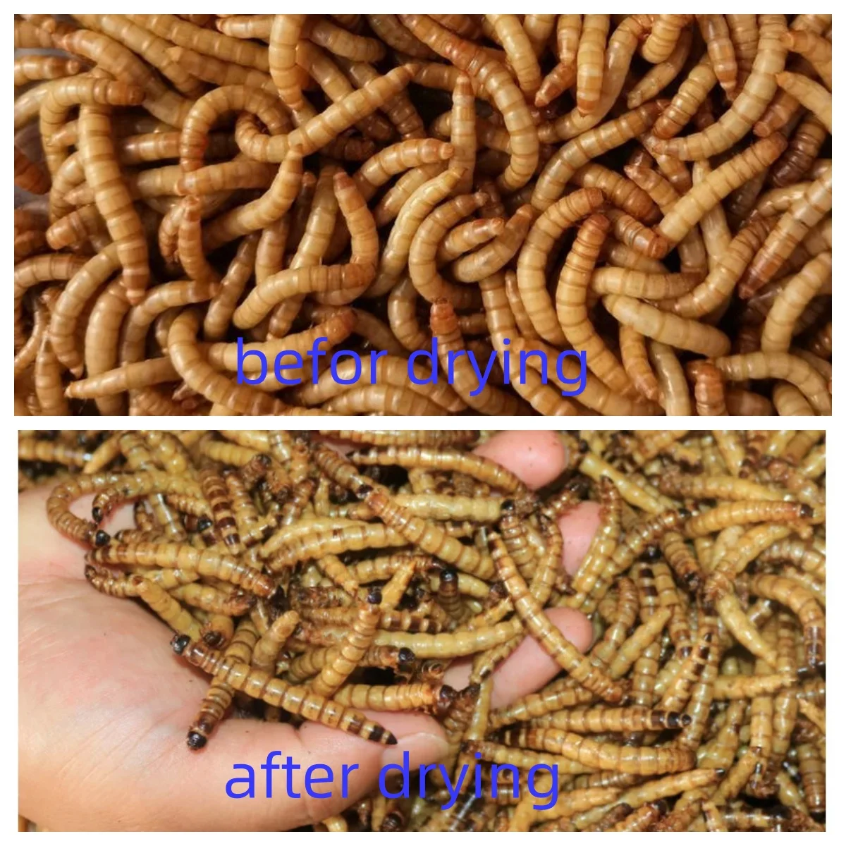 Black Soldier Fly Larva Insects Conveyor Belt Microwave Dryer Mealworm ...