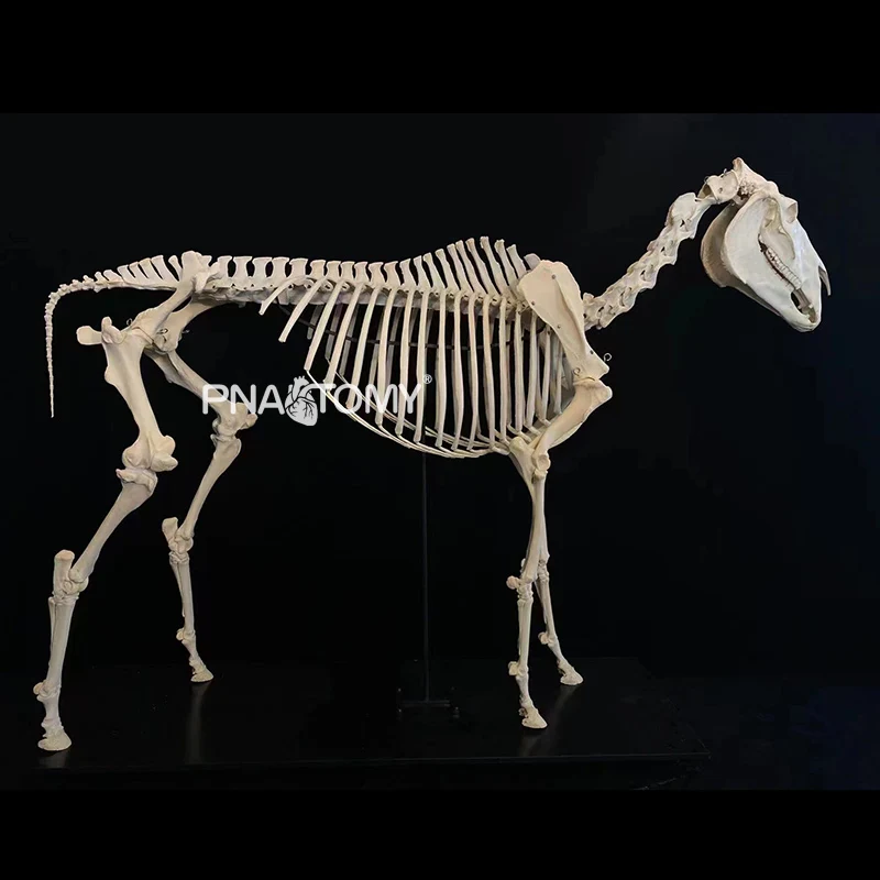 Life Size Horse Skeleton Model Animal Anatomical Model Horse Skull ...