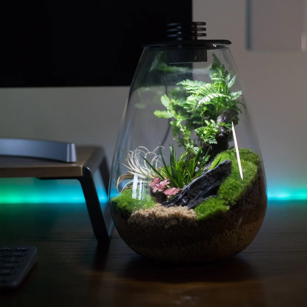 Biolark Sealed Glass Terrarium Bottle - Eco-Friendly Jar for Plant ...